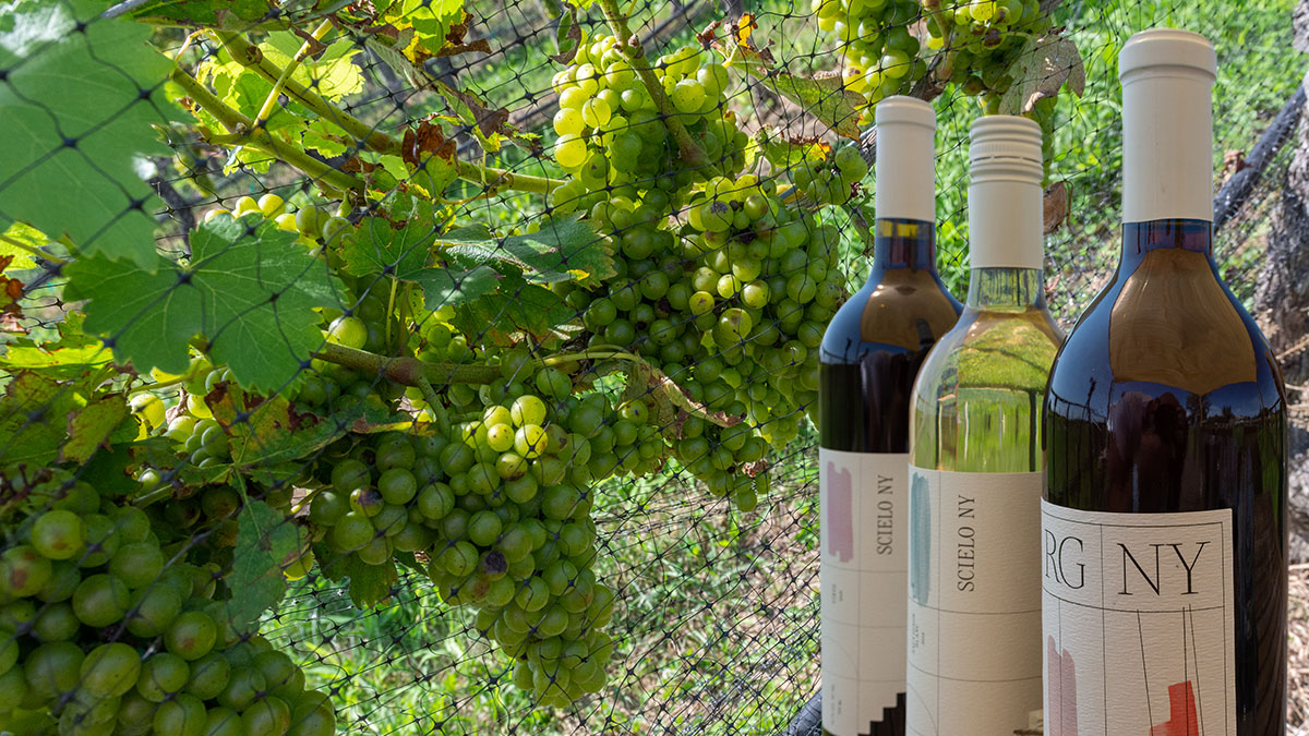 Watch Now In The Tasting Room: Winemaking With RGNY - The Gourmet Insider